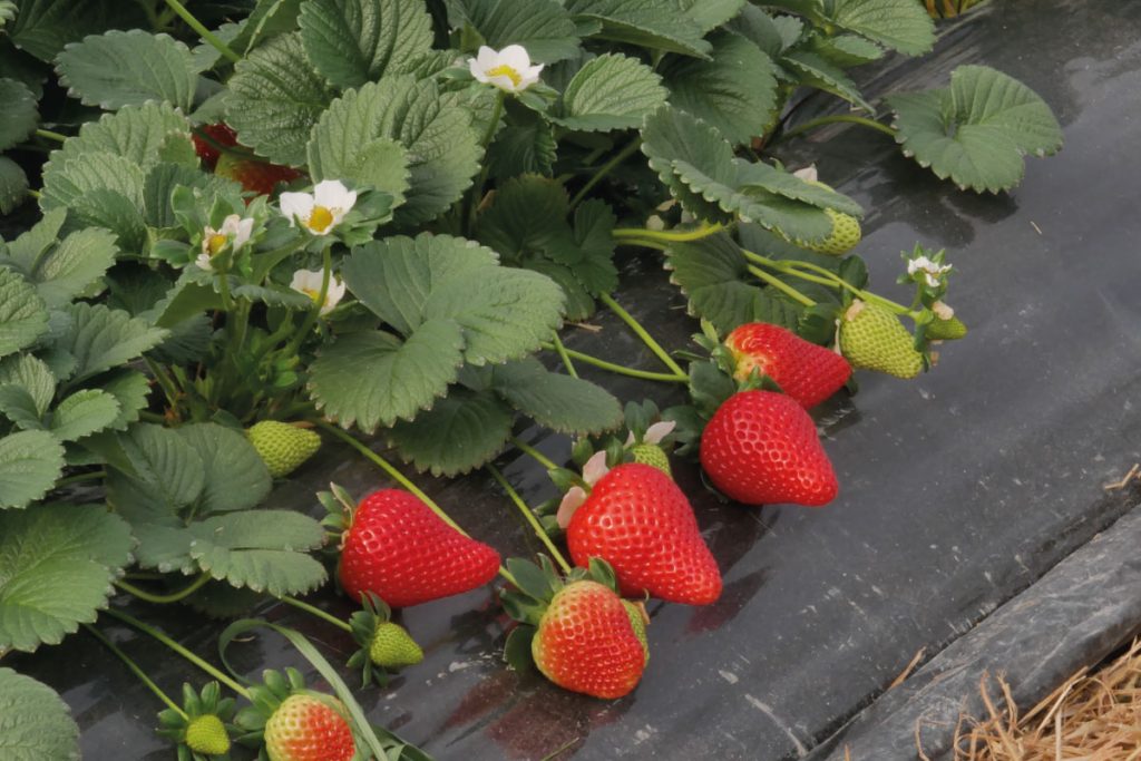 Rossetta® | Primi Frutti s.r.l. | Piantine di fragola e berries